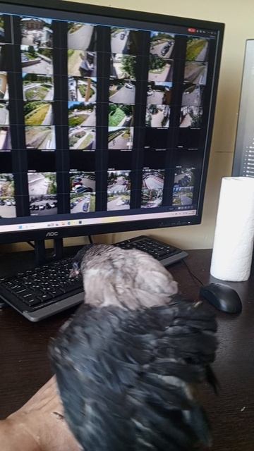 Серёжа осваивает новую профессию.  Серая ворона