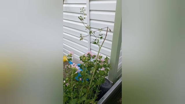 Немного о цветах