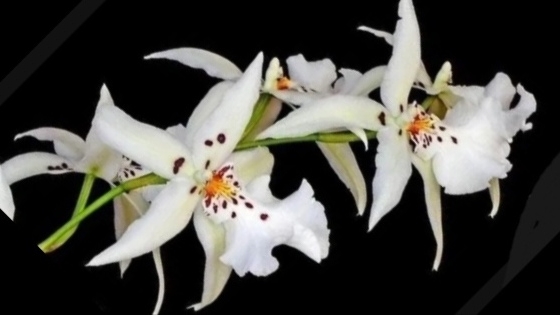 П-18.Ч-4. Degarmoara Winter Wonderland 'White Fairy     Пересадка новыми методами