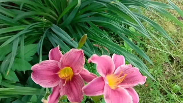 Живой бордюр из лилейников - показываю разные сорта и рассказываю про размножение