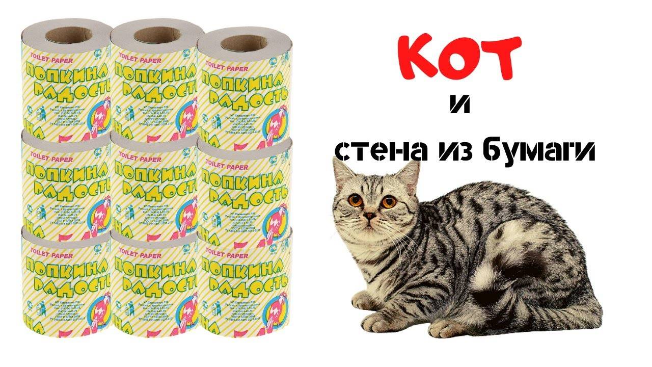 Стена из туалетной бумаги. Кот