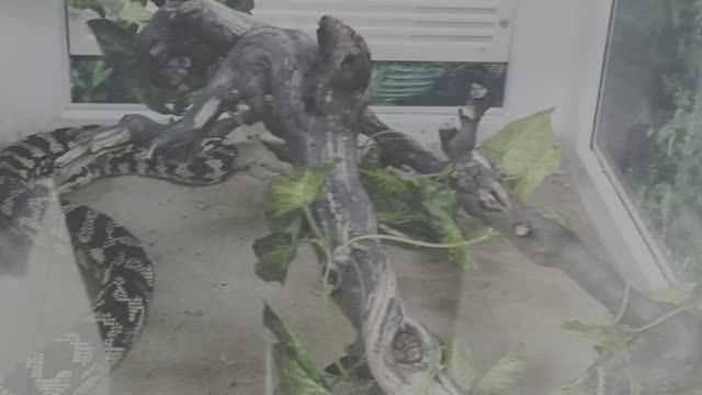 Ромбический питон Чейни: Живое произведение искусства с узором из чёрных алмазов