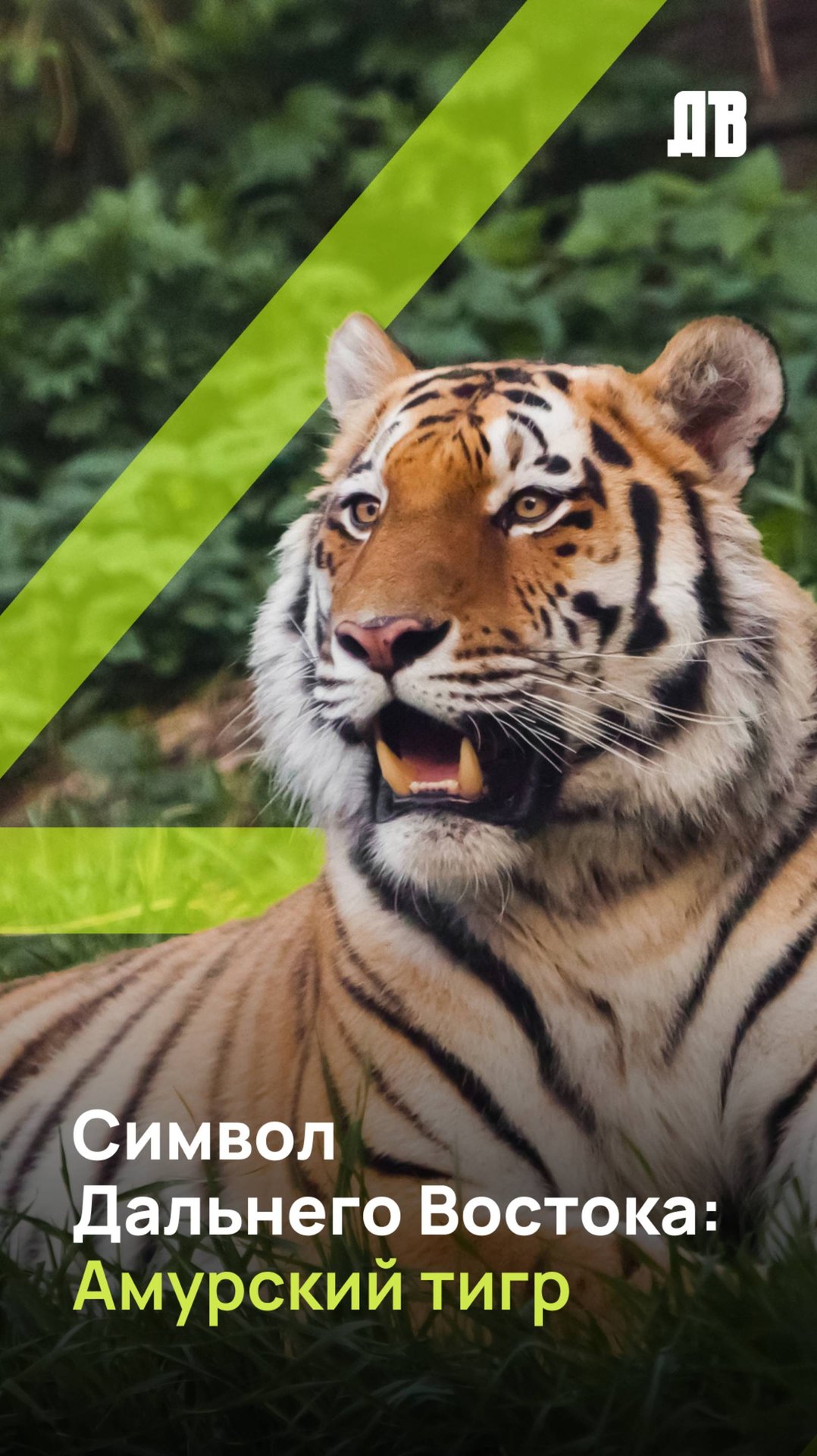 Амурский тигр