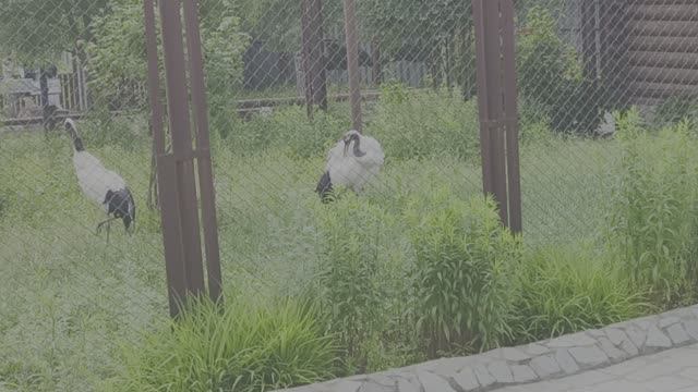 Жизнь в вертикальном мире: Как сурикаты покоряют сердца своей грацией