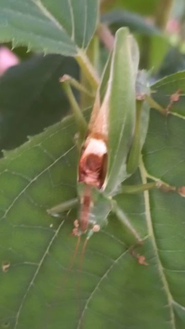 Мелодия летнего вечера !