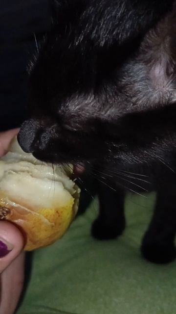 Кот любит груши.