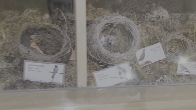 Орнитология для профи: Распутываем гнездовые секреты пингвинов и журавлей.