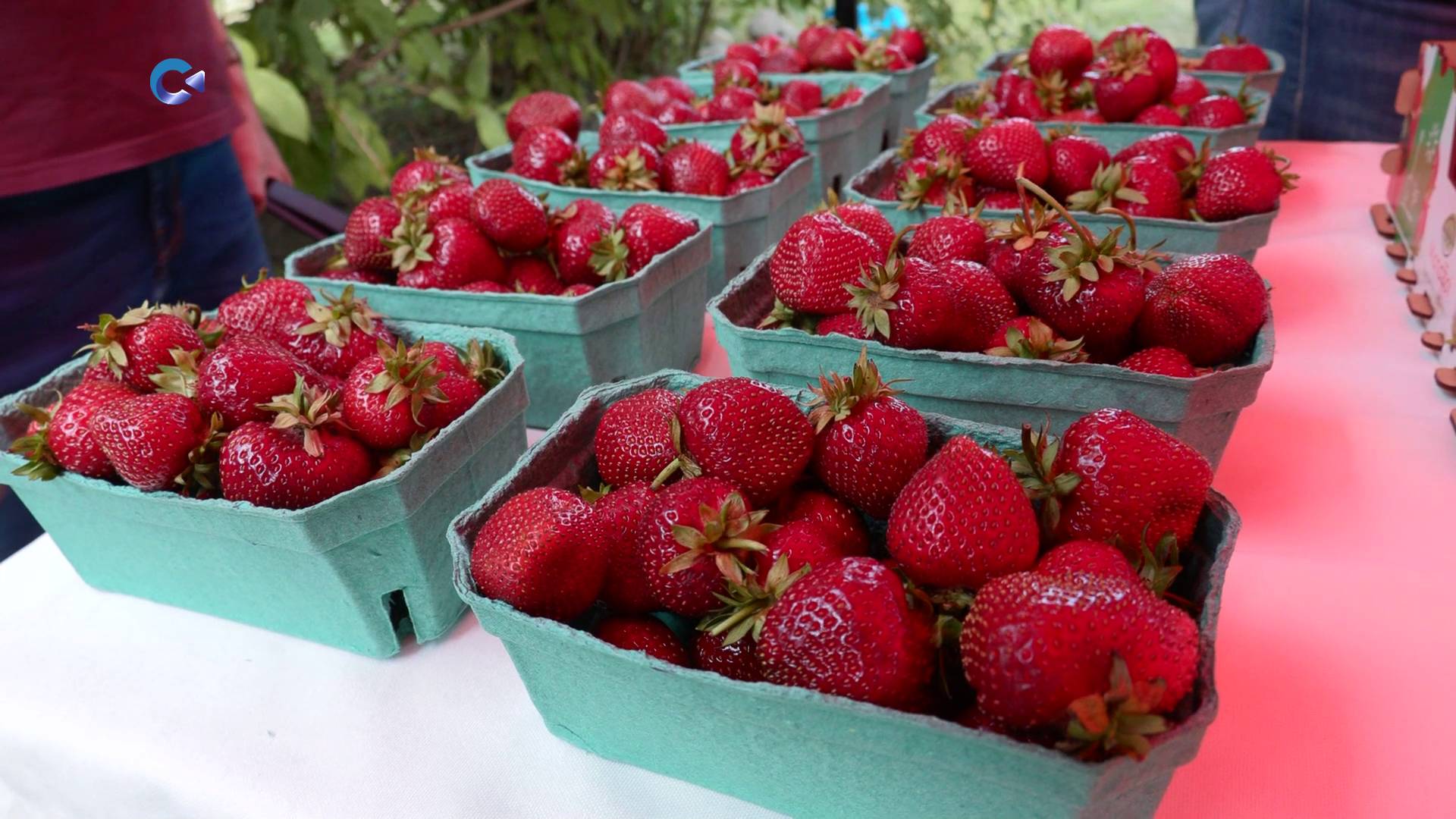 Клубничная ферма процветает в Олонецком районе