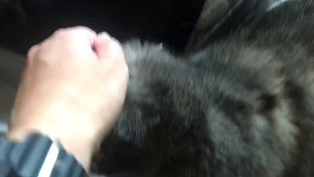 Вернули Ваниль. Приехала Мила