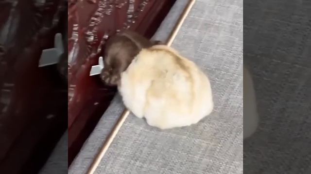 Лучшее приобретение хомяку – маленький парик