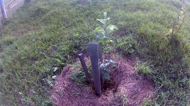 Кротов гоняю, сад растёт, цветёт до прививок чуть чуть осталось