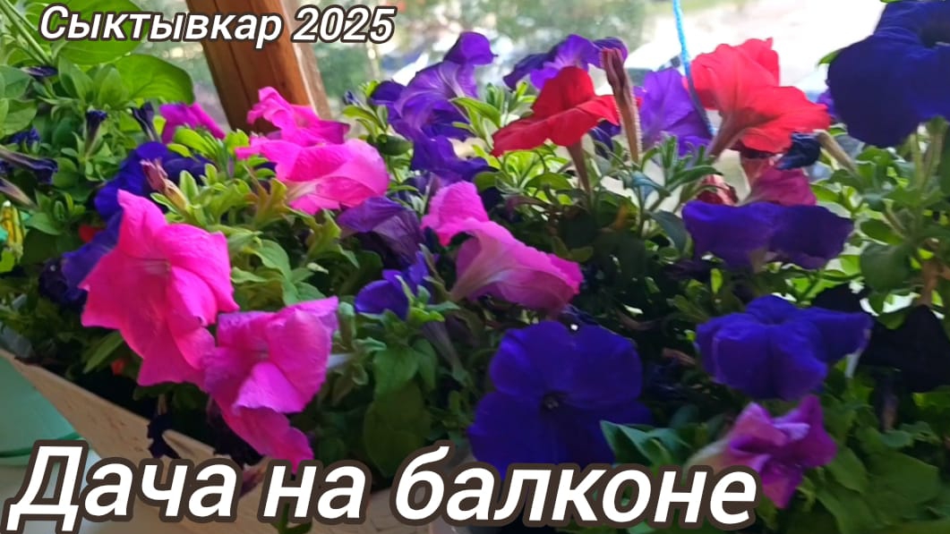 Дача на балконе.