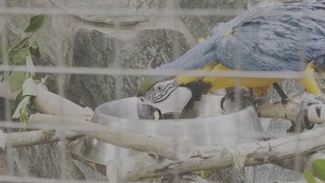 Как ест сине-желтый Ара? Демонстрация акробатики клюва и не только!