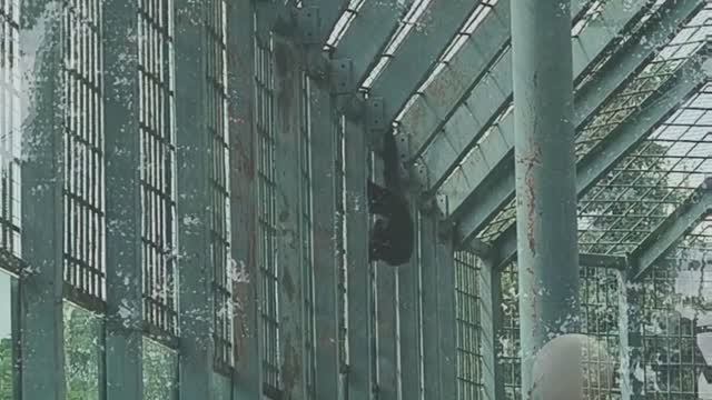 Чернорукий  Гиббон   или курс молодого бойца!