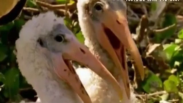 ПЕЛИКАНЫ РЖУТ НАД ТОБОЙ))) СМОТРЕТЬ ВИДЕО ПРИКОЛЫ