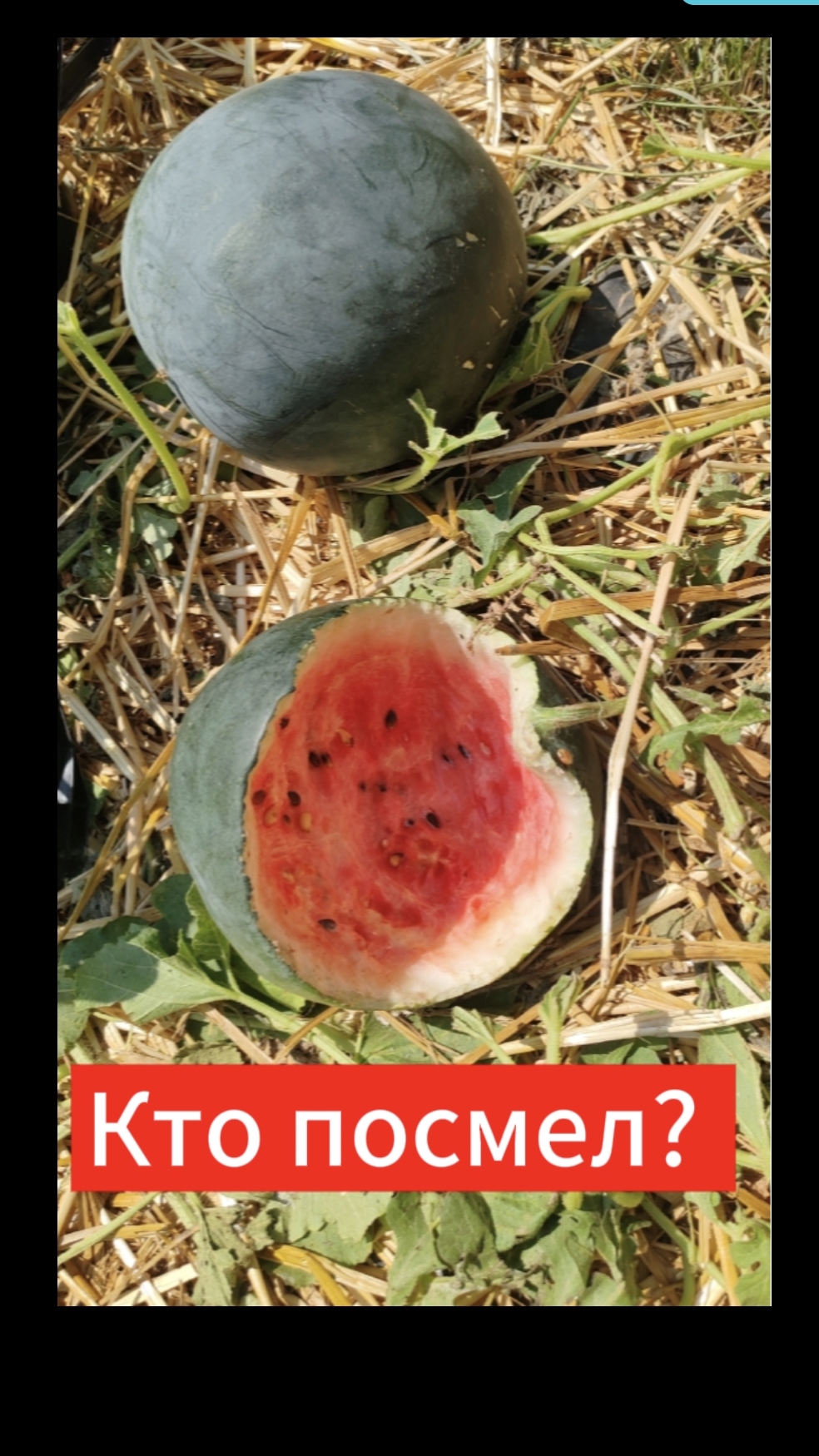 А кто это сделал?)