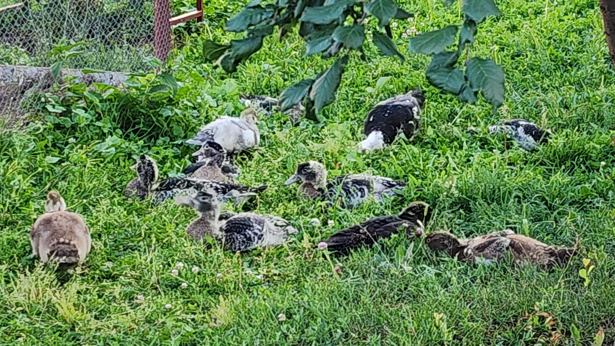 Ути,цыпы и...