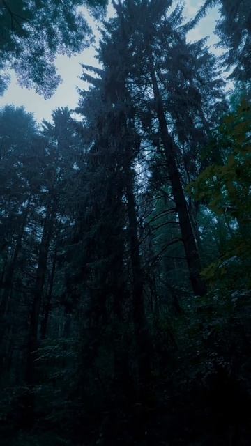 #природа #лес Стиль 🔥 Лайк/подписка! #Авто #video #music