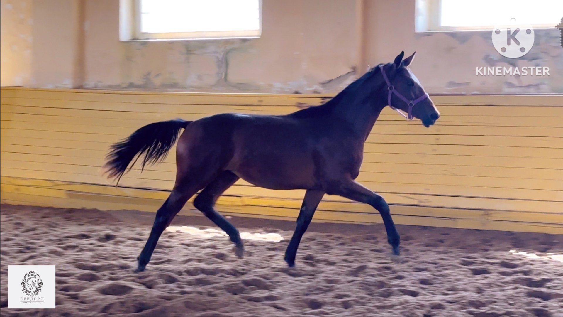 ДОН ВЕТТЕР WD, 2024 г.р. ВИДЕО ЯВЛЯЕТСЯ СОБСТВЕННОСТЬЮ КАНАЛА «Конный завод ВЕЕДЕРН»