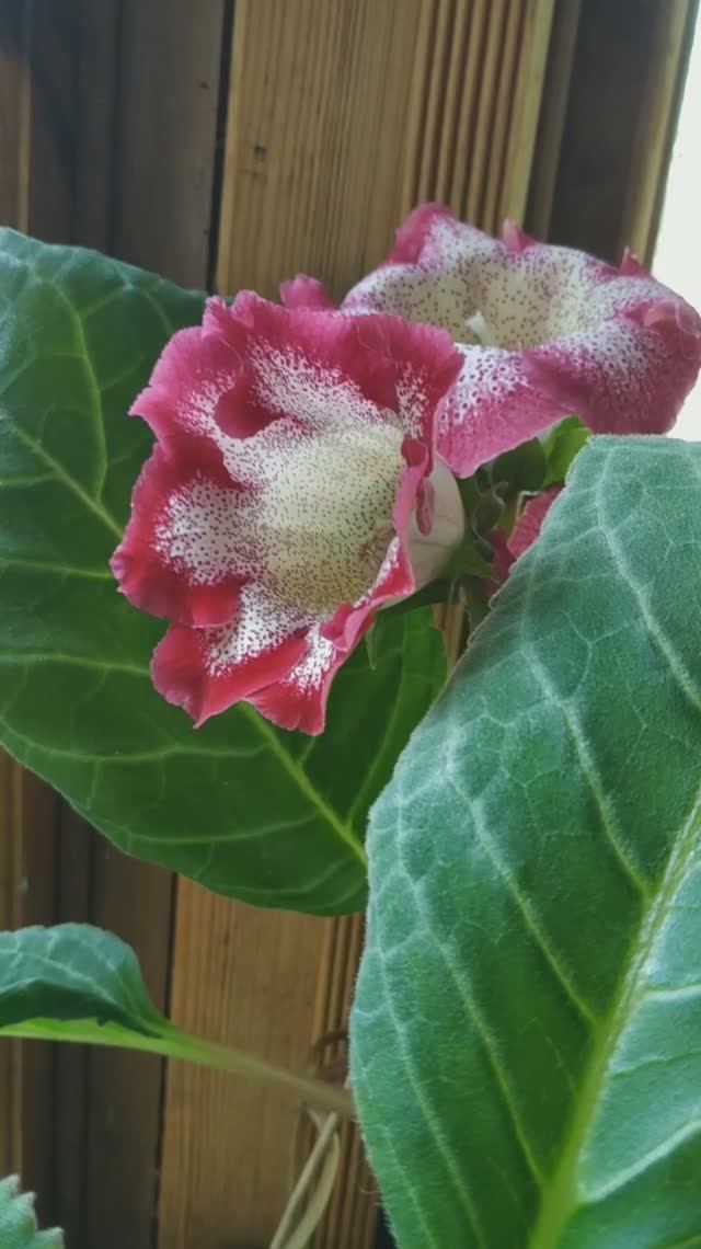 Цветение глоксинии Тигрина Ред в конце июля