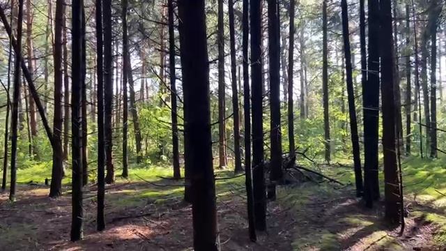 В лес за грибами сходили. Лисичек набрали. Ложный белый с розовой губкой нашли. 27 июля