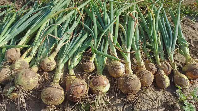 Когда нужно приступать к уборке лука, дозаривание лука