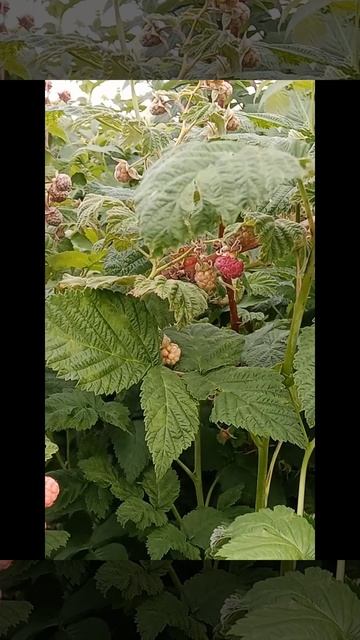 Июль и огород.