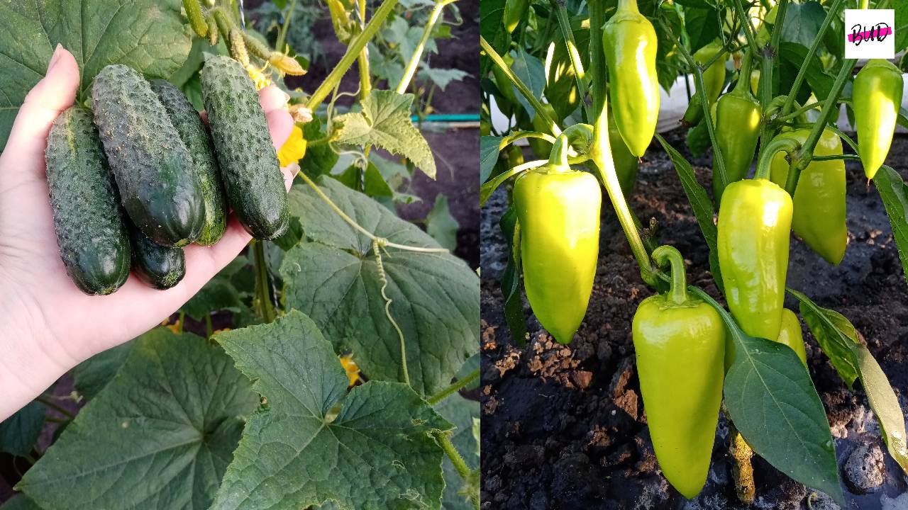 МОИ ПОДКОРМКИ В КОНЦЕ ИЮЛЯ.