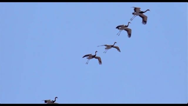 В синем небе журавли...