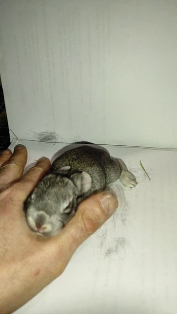 Крольчата породы Советская шиншилла. День 10