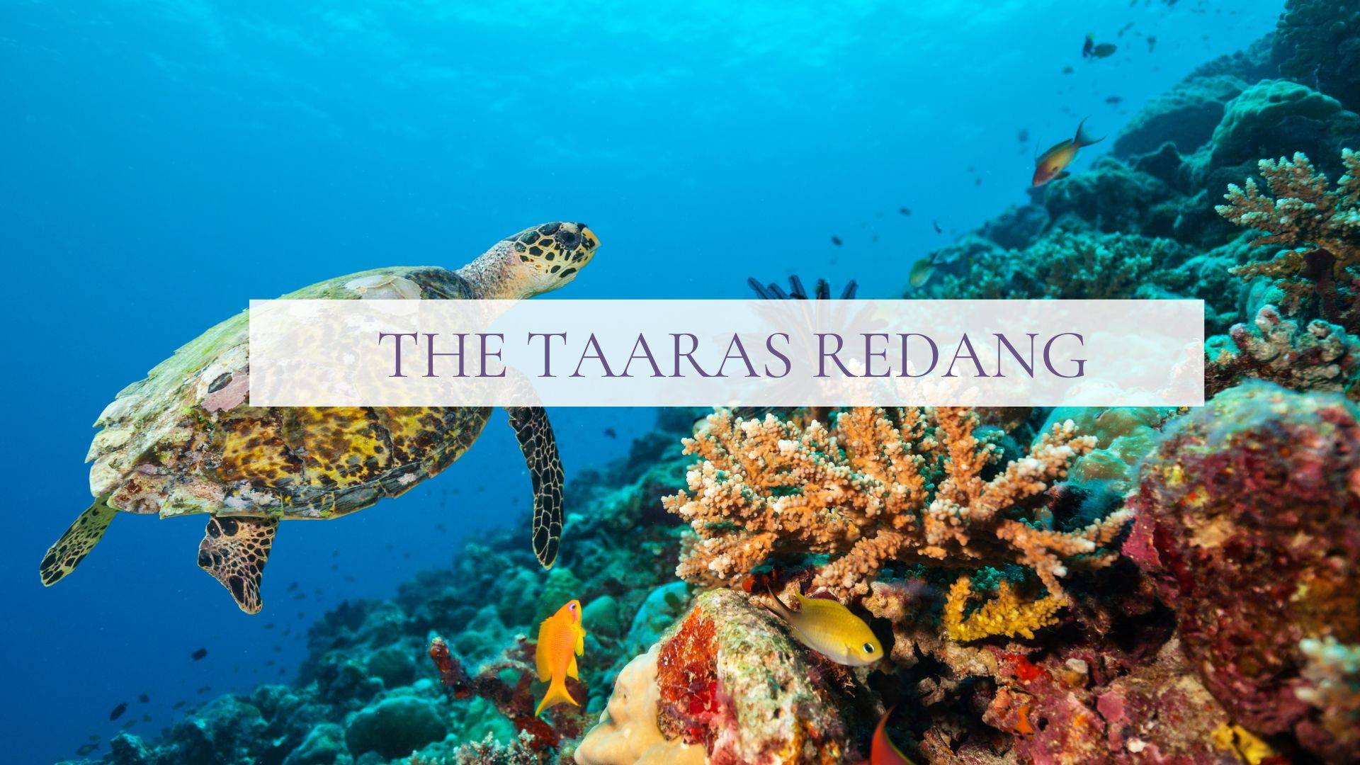 Риф в отеле The Taaras Resort&Spa, остров Реданг, Малайзия