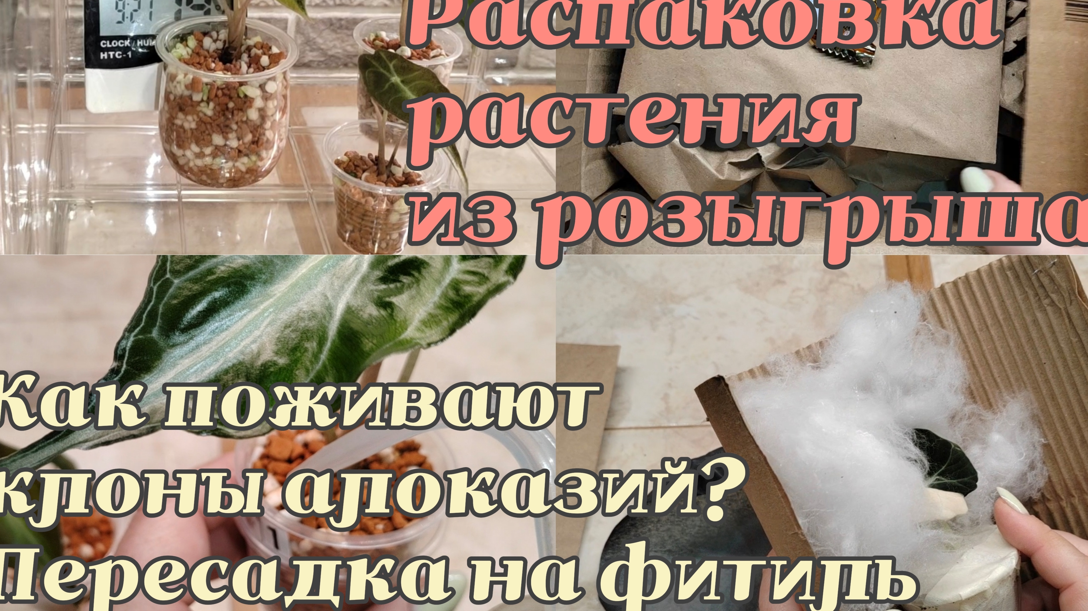 Распаковка дорогого растения | Как поживают клоны алоказий? | Пересадка
