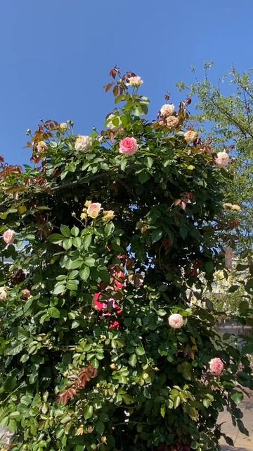 Лето в Москве. Театральная площадь. Всем хороших выходных