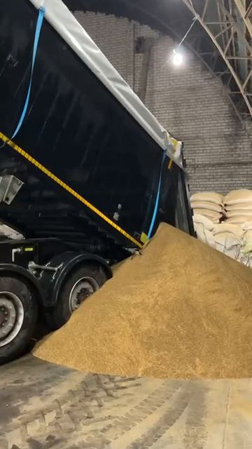 Разгрузка полуприцепа-зерновоза SAT500 с алюминиевым кузовом!