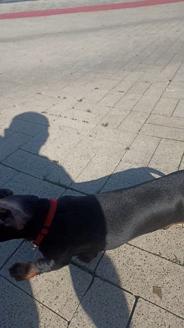 Такса 🐕миниатюрная выгул 🚶