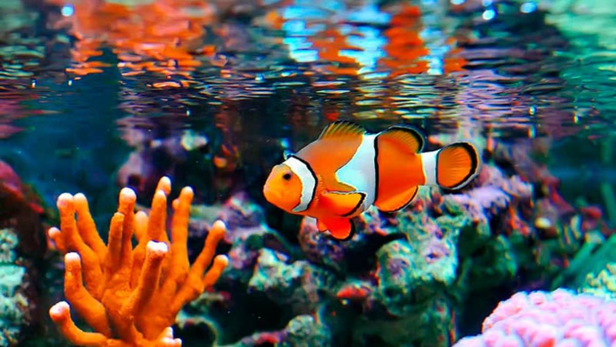 Clown fish. Рыбы клоуны