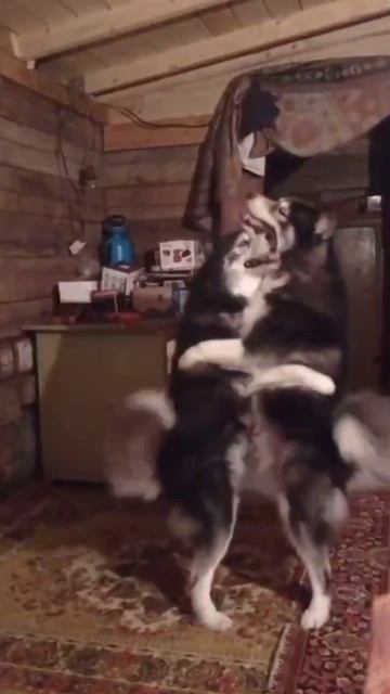 Ламбада Бим и Боб 31-07-2025