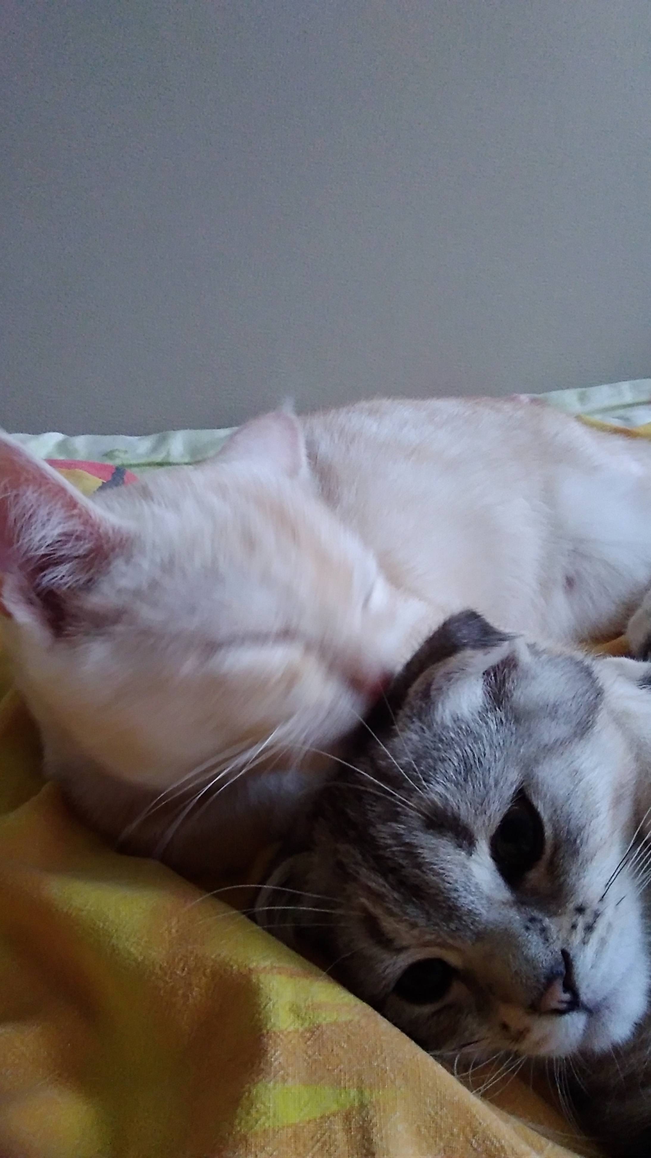 Держись Перчик!