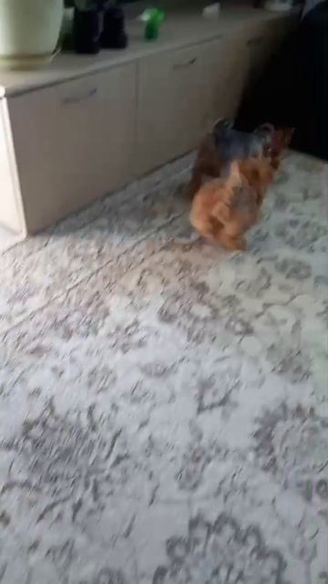 Борьба за тапочек.