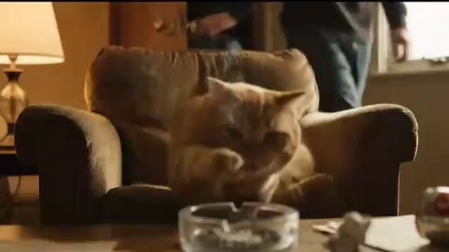 что делает кот когда ты не дома