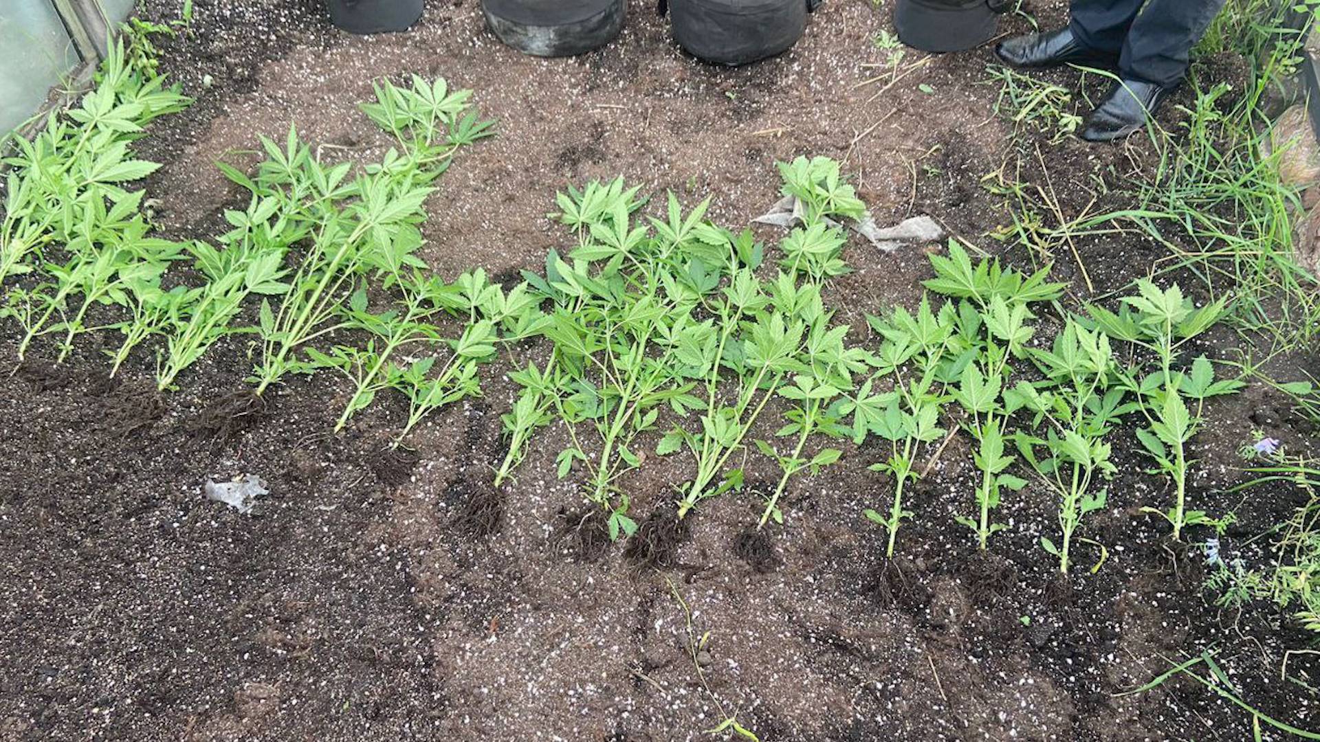 Происшествие: В Шадринске пресечено культивирование конопли (2025-07-31)