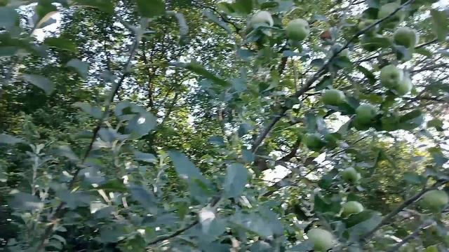 Обо всём понемногу - сходила на дачу, готовлюсь к ярмарке, вяжу котиков!