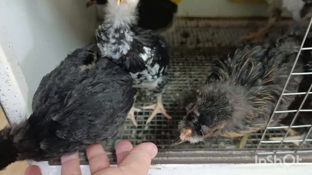 31-07-2025. Убрала перепелов. Собрала ягоду.😊