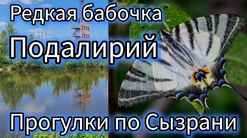 Редкая бабочка. Подалирий. Прогулки по Сызрани.