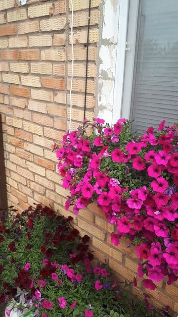 ПЕТУНИЯ АМПЕЛЬНАЯ