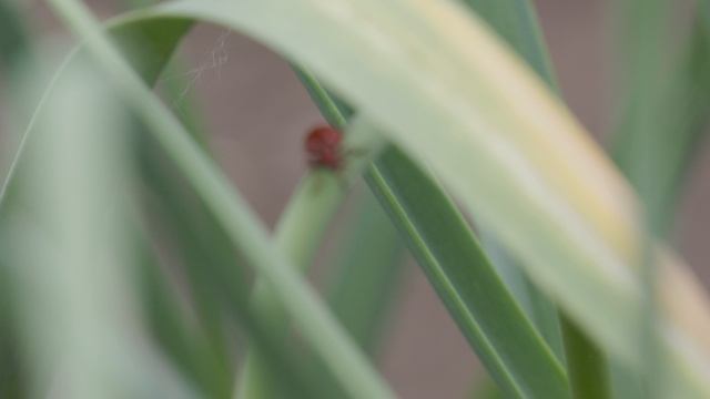 Насекомые есть в каждом огороде, а у вас есть такие?