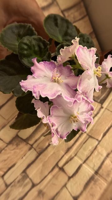 Фиалка ПТ-Хрустальная Леди 17 07 25г