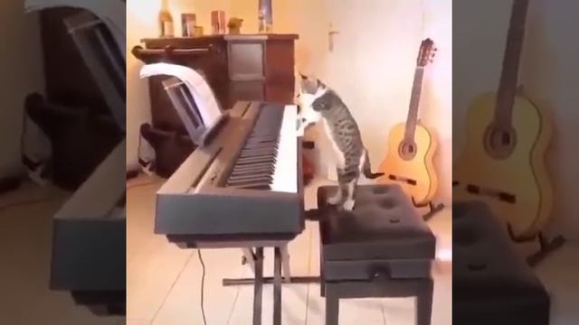 GTA Cat piano | Кошки играет на пианино