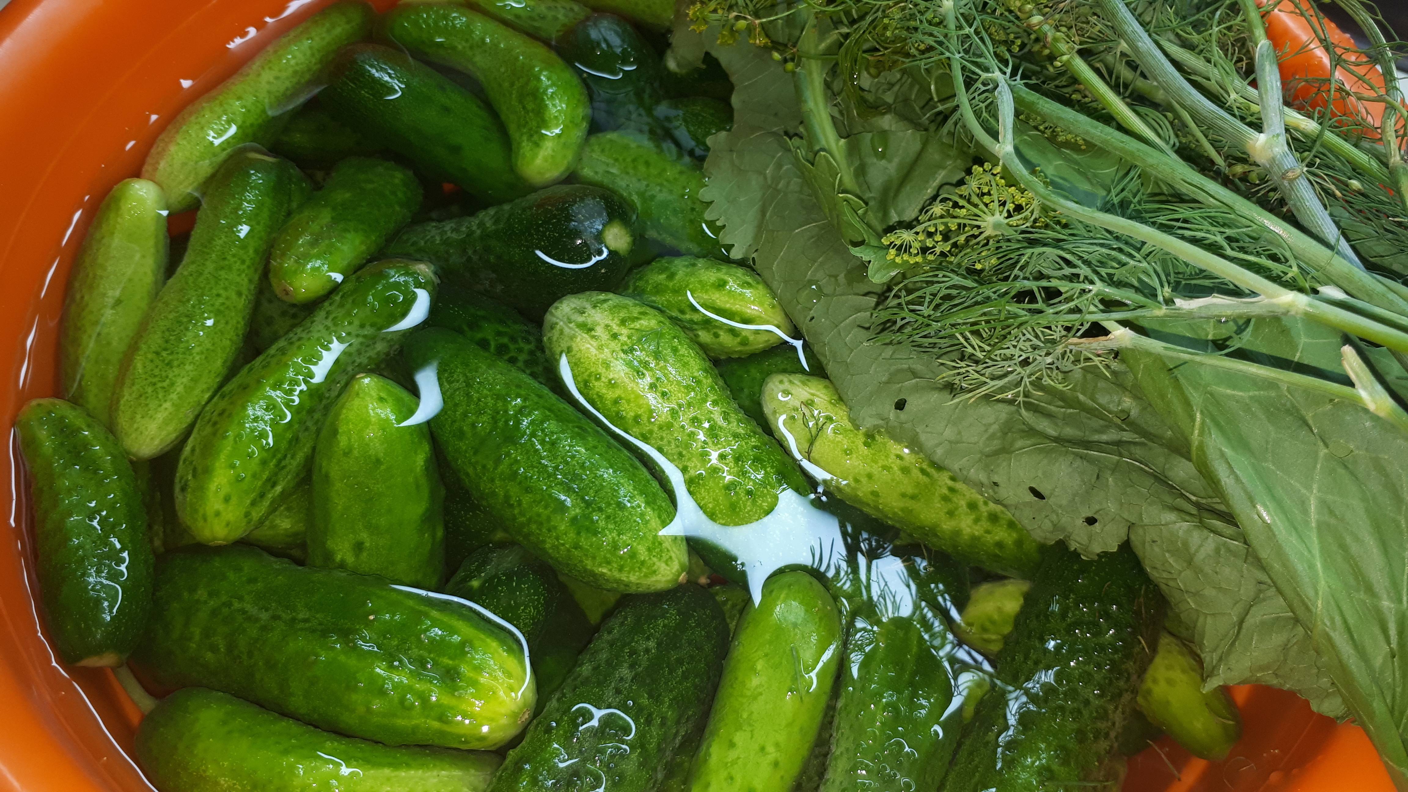 Солёные огурцы на зиму. Вкусная минутка от Натали.