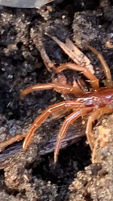 "Хищник Ультимейт" или Подмосковная сколопендра возвращается погреться но солнце.